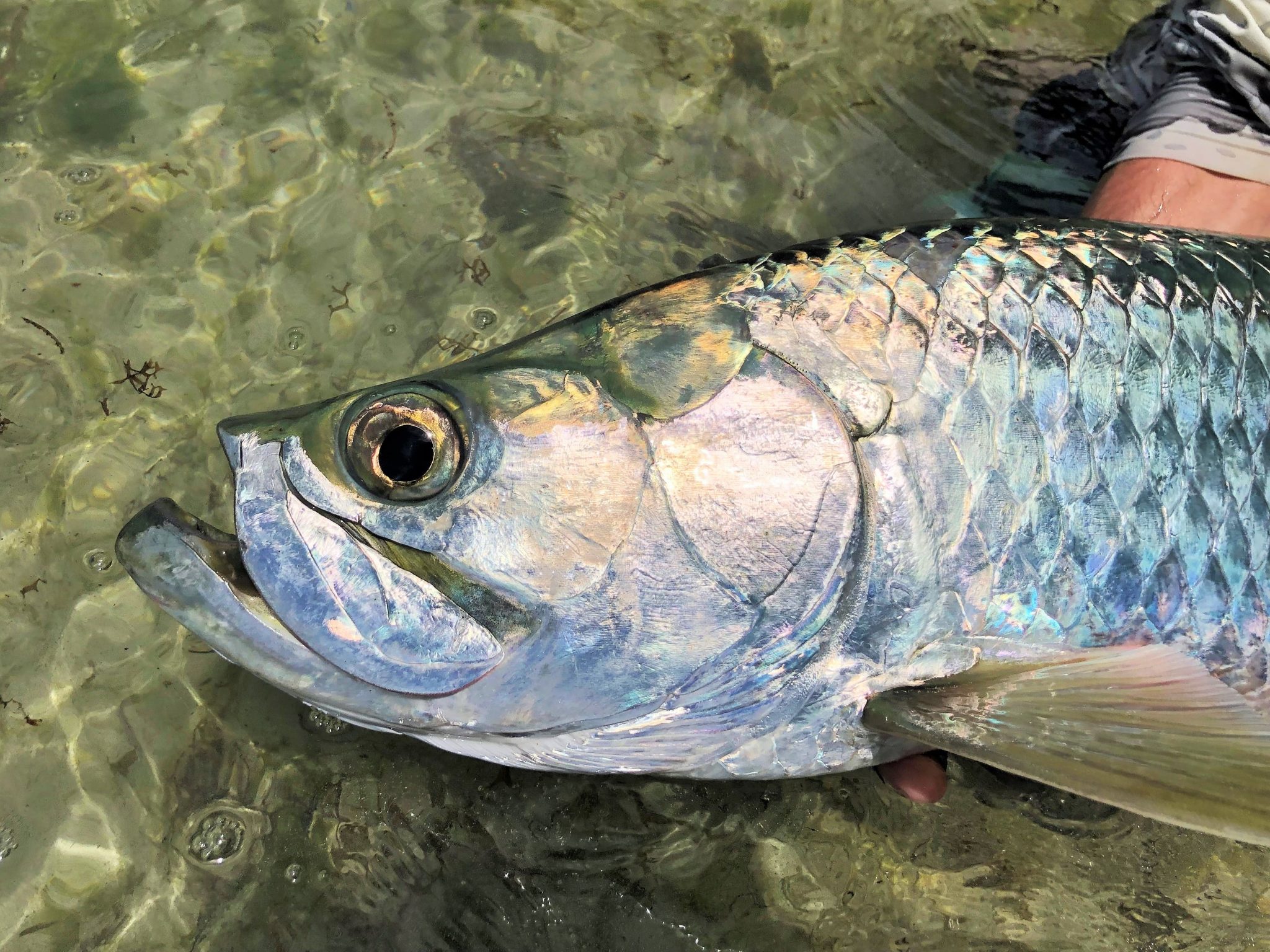 TARPON fishing in GUADELOUPE – Exotic Fishing in French west Indies ...